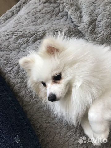 Немецкий шпиц вязка