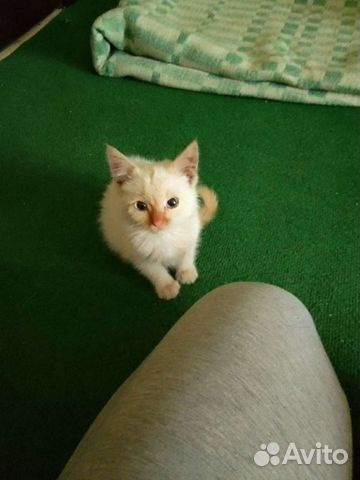 Котенок. Пусть мама услышит