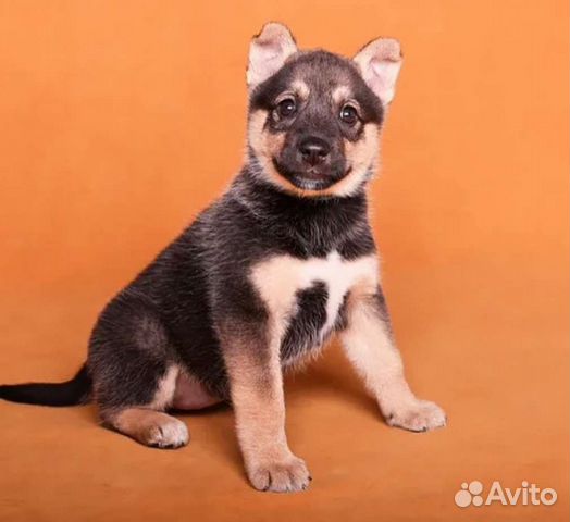 Щенок Кнопа 2 месяца