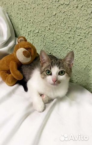 Котенок, выброшенный