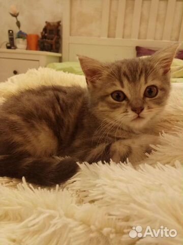 Шотландская кошка