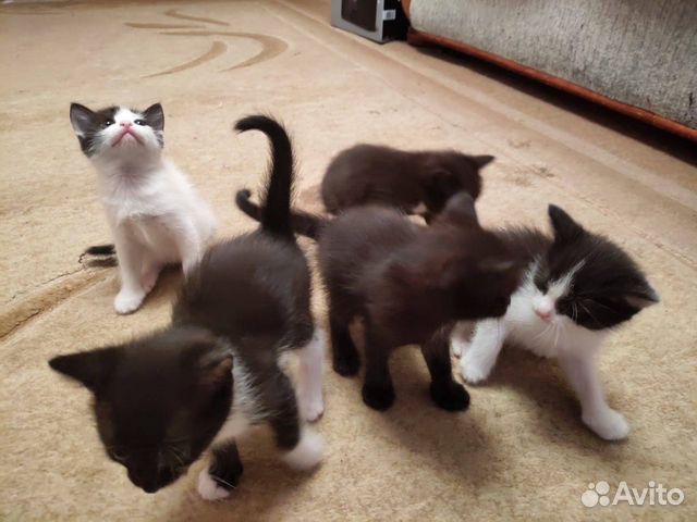 Котята в добрые руки
