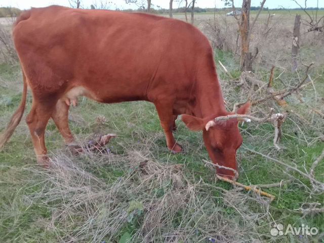 Корова стельная