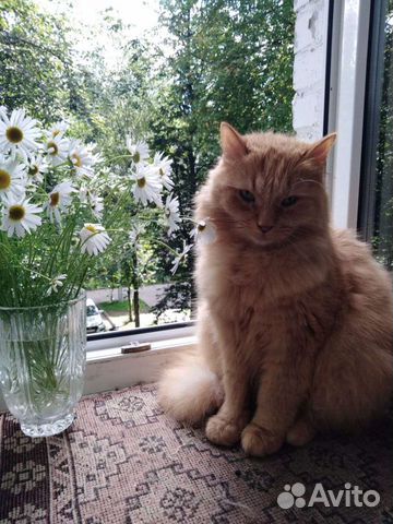 Кот в добрые руки