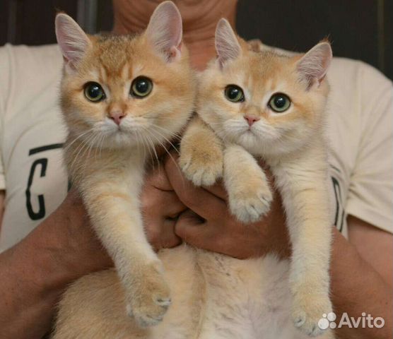 Британские котики