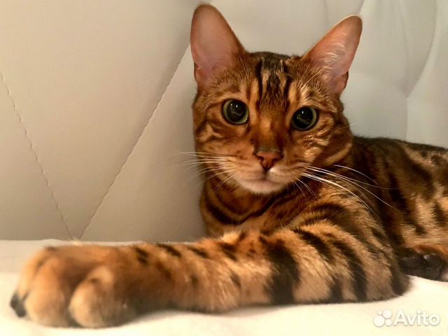 Бенгальская