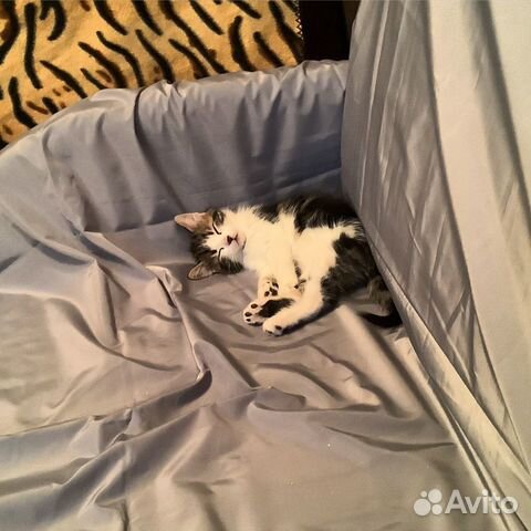 Милая душевная котёночка