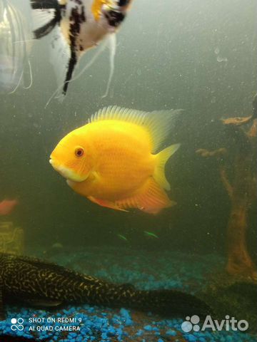 Аквариумные рыбы