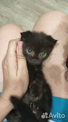 Кошки в добрые руки бесплатно