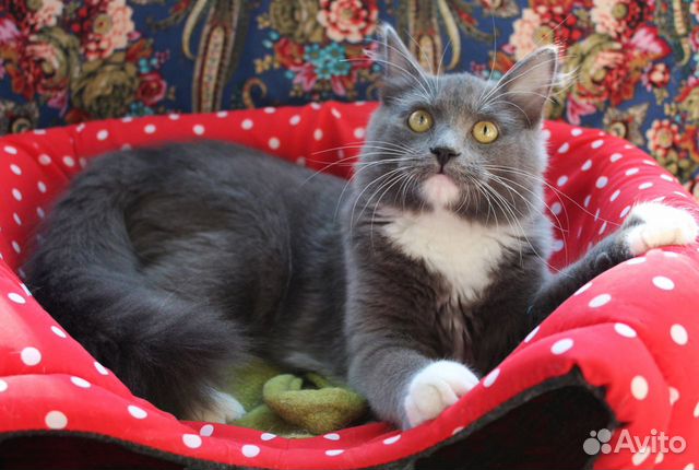 Котик Савелий