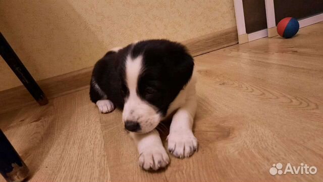 Щенки кокер спаниеля