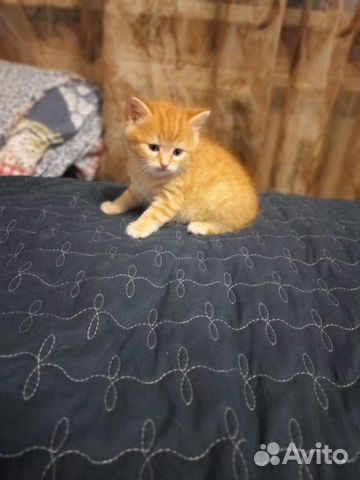 Котенок шотландской прямоухой