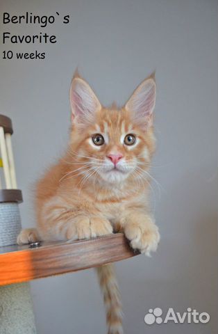Котик красный полосатый