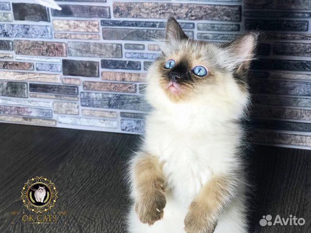 Ручная малышка рэгдолл от титул.родителей