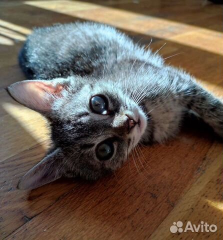 Котенок Веня в добрые руки