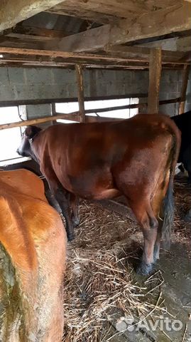 5голов Дойные коровы