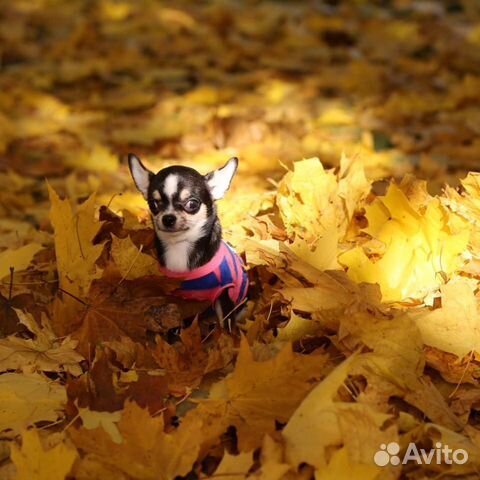 Мини мальчиш чихуахуа Оникс