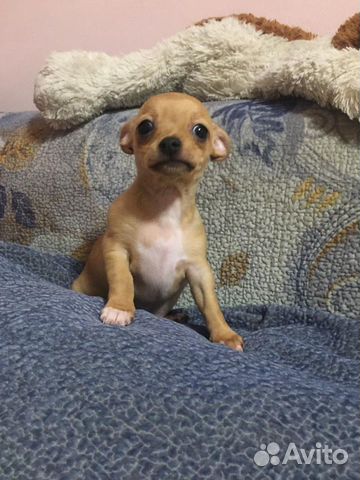 Девочка щенок помесь чиха и тойчика