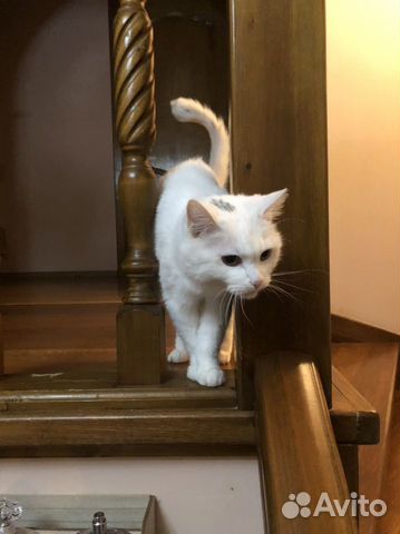 Кошки в добрые руки бесплатно