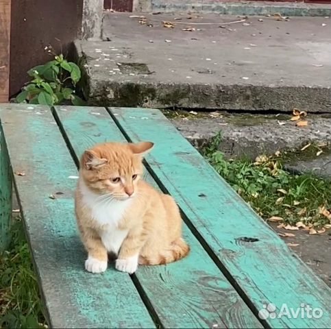 Особенный котик