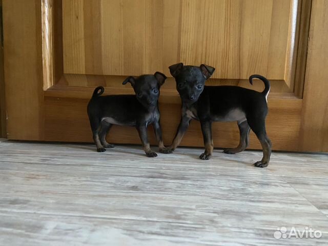 Тойчики супер мини