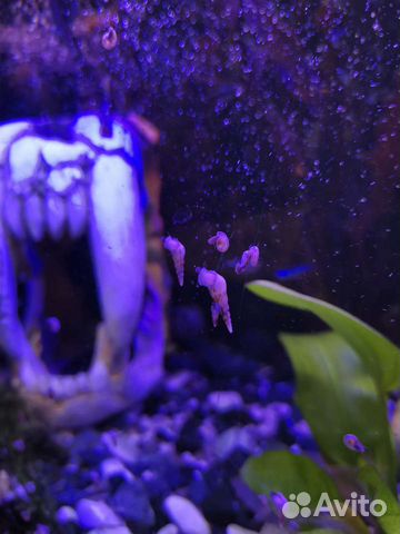 Улитки аквариумные Мелании Катушки