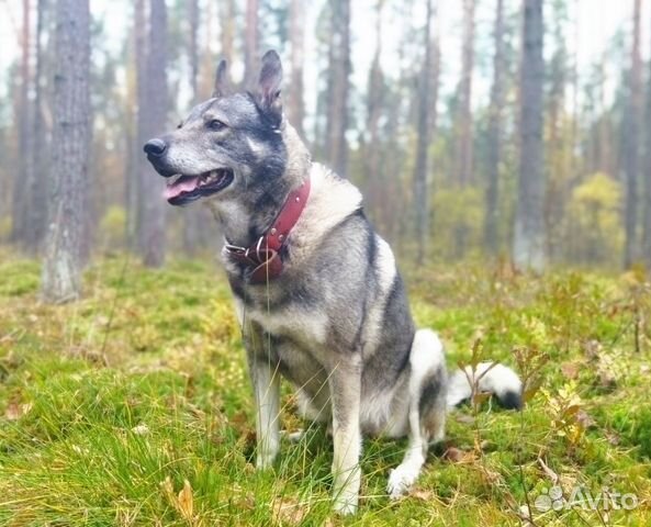 Кобель для вязки