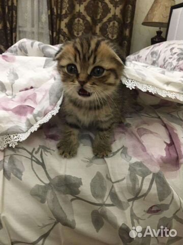 Шотландская вислоухая кошка бесплатно