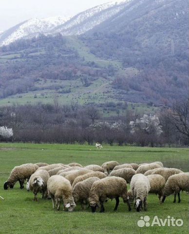 Овцы; бараны
