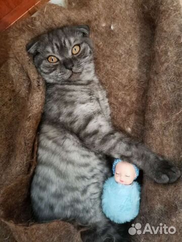 Британская вислоухая кошка