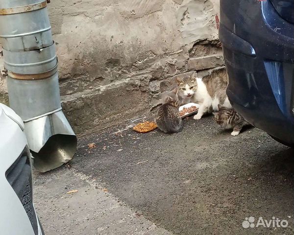 Котята в добрые руки