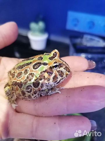 Лягушка рогатка