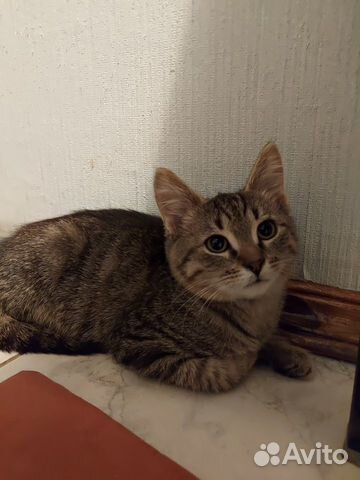 Кошка