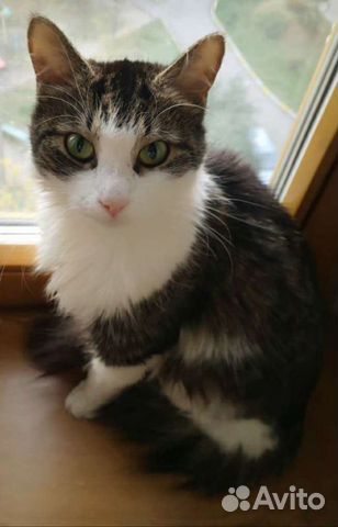 Кошка Кошечка Мусенька 11 мес Молодая Кошечка