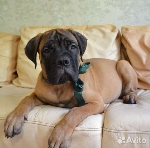 Мальчик Бульмастиф