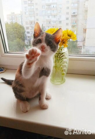 Отдам котенка 2мес в хорошие руки в дар
