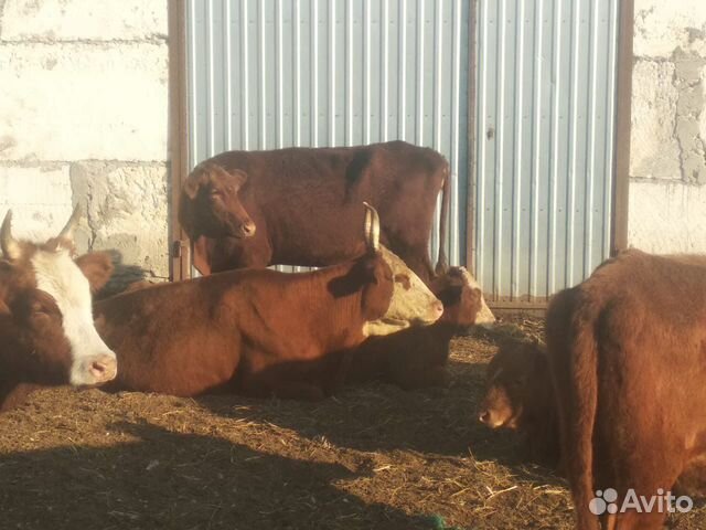 Продажа крс