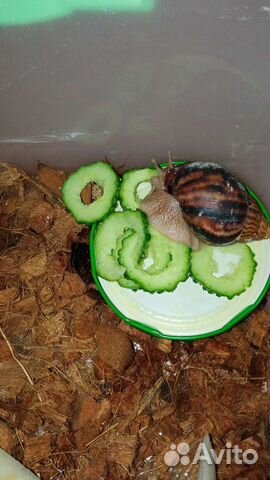 Улитки ахатины бесплатно, 3 штуки