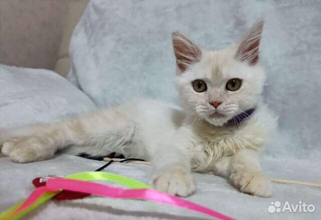 Девчушка редкого окраса