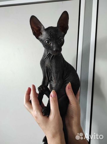 Донской сфинкс котята