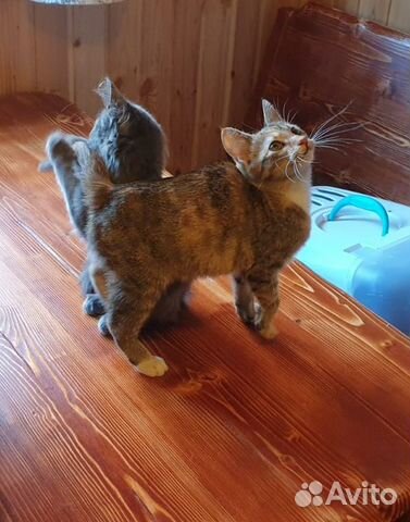 Замурчательный котёнок девочка в добрые руки