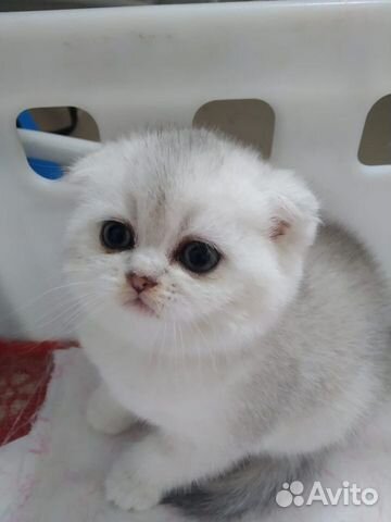 Котята Скоттиш фолд/страйт