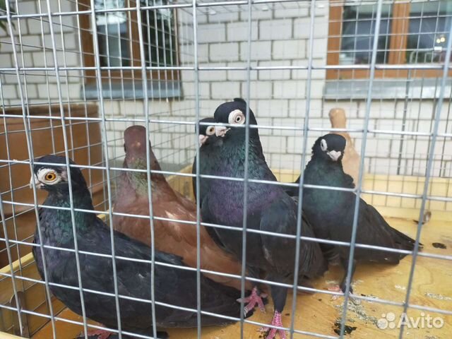 Голуби смоленские грачи