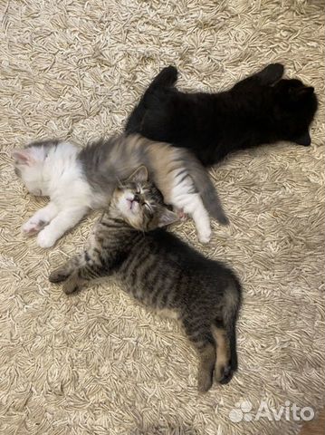 Милые котята