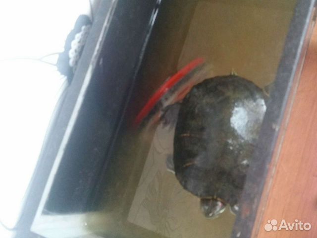 Продам черепаху водяную