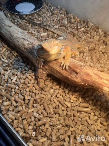 Агама,вязка самец