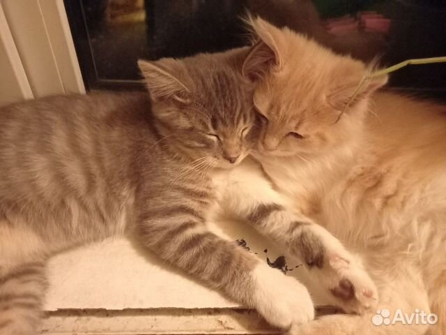 Милые котята в добрые руки