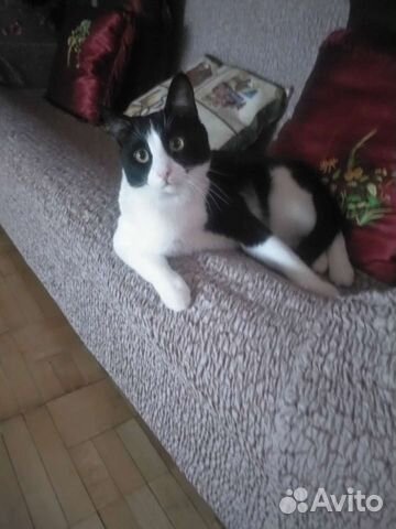 Кошка