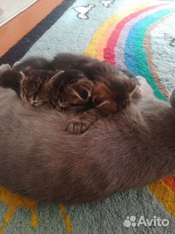 Котята вислоухие