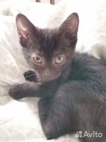 Котенок из коробки в добрые руки